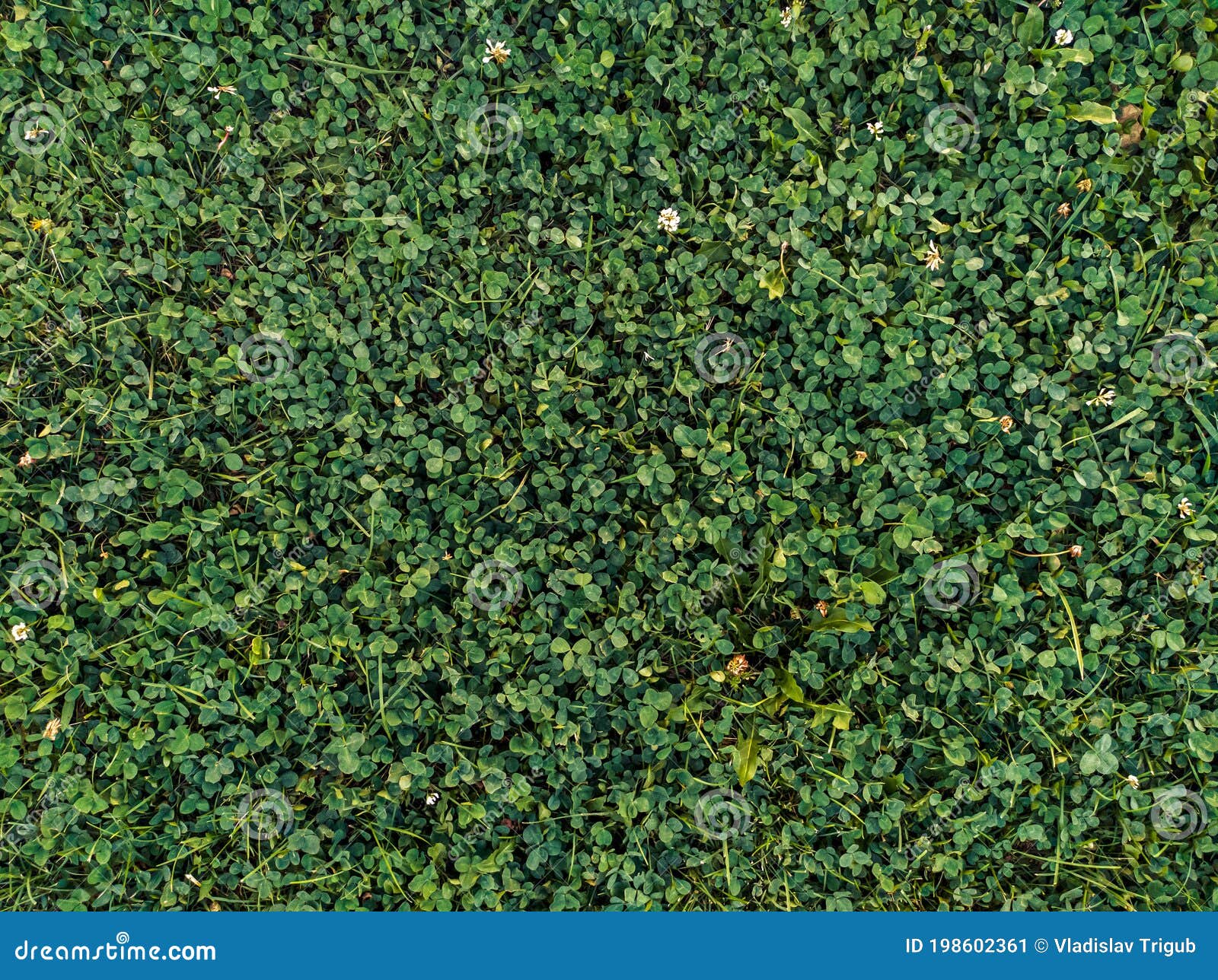 Clover Green Grass Background. Stock Image - Image of park, leaf: 198602361
