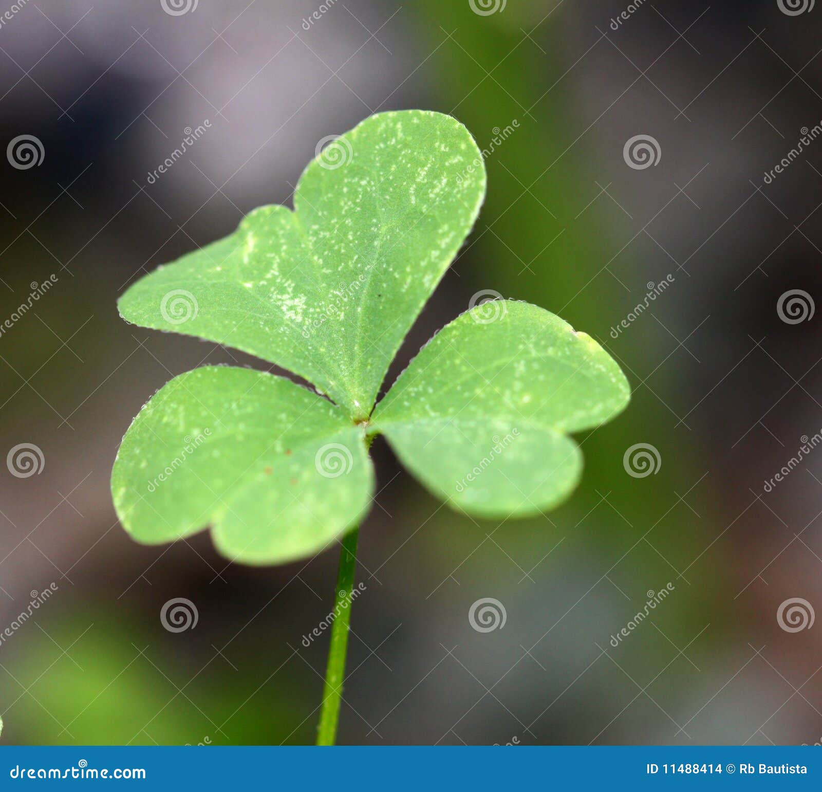 Clover leaf stock photo. Image of bright, details, plant - 11488414