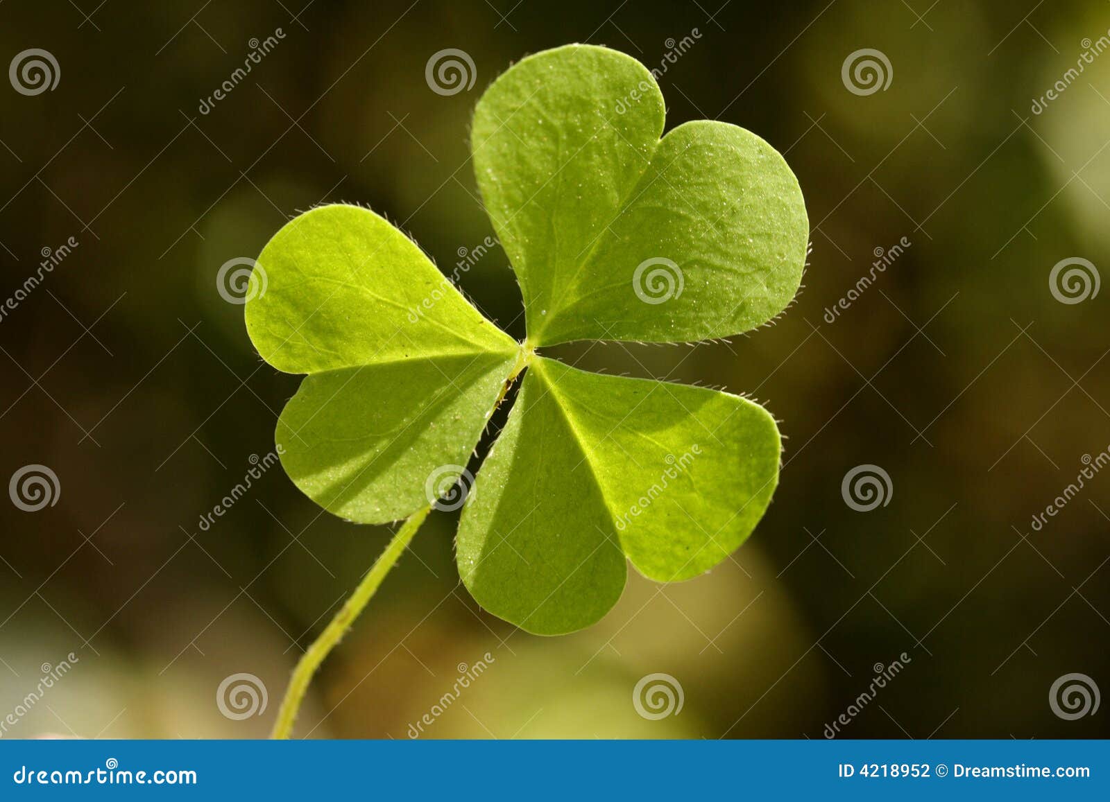 Clover leaf stock photo. Image of shamrock, clover, symbol - 4218952