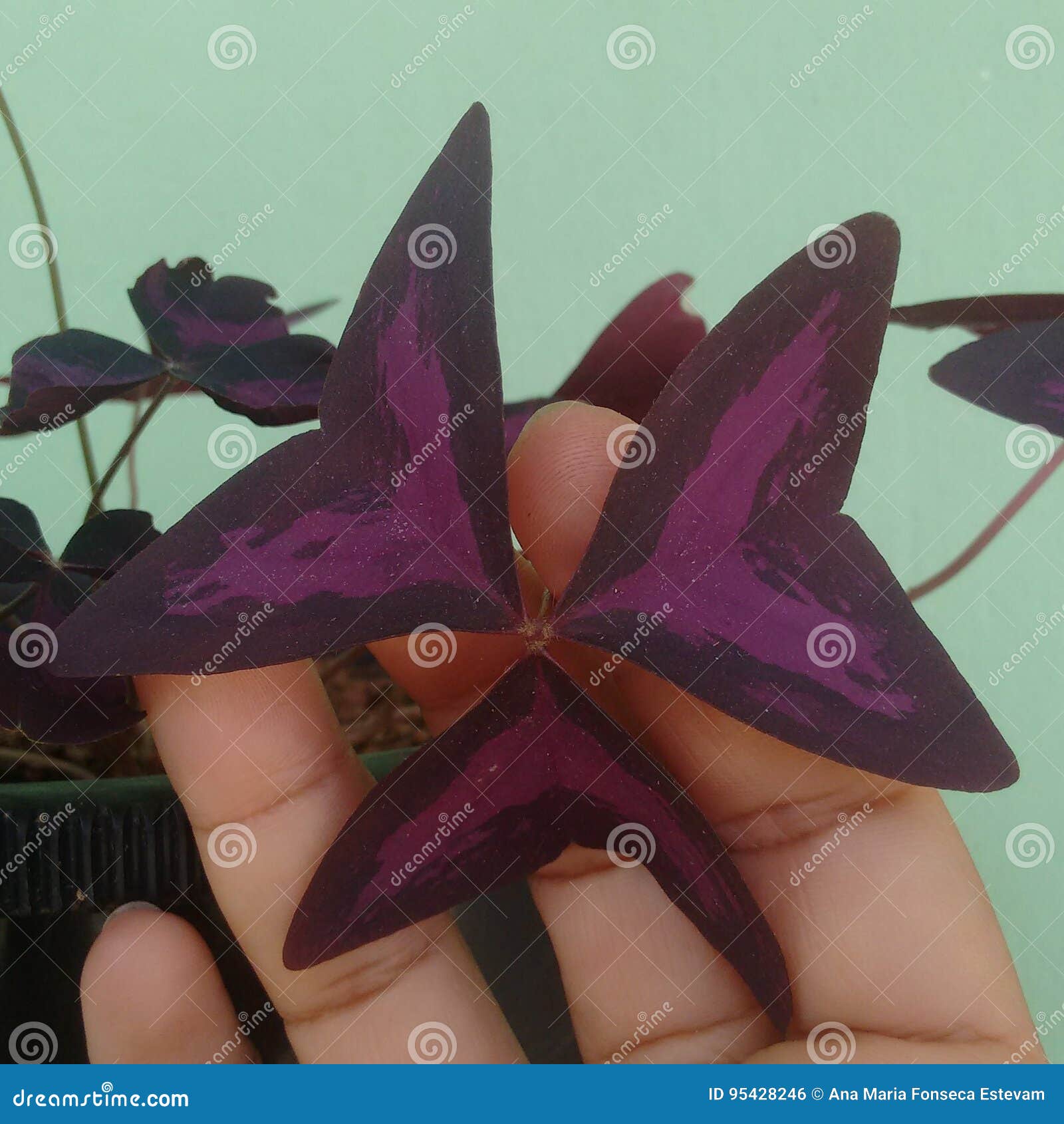 Clover leaf detail stock photo. Image of detail, flower - 95428246