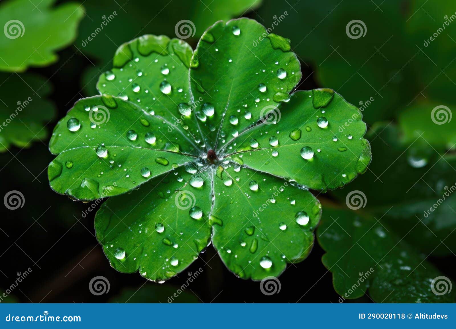 Clover Leaf with Droplets of Rain on Its Surface Stock Photo - Image of ...