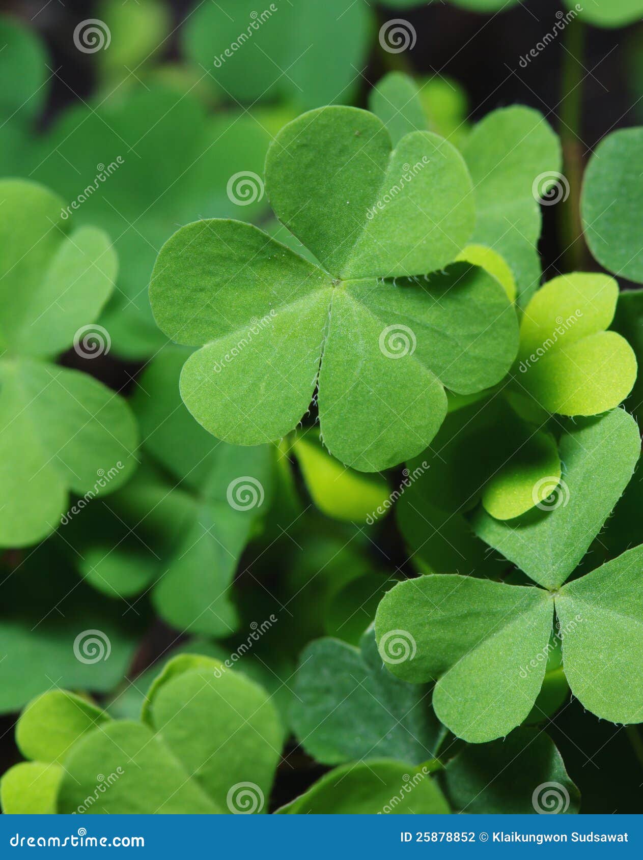 Clover Leaf in the Flowerpot Closeup Shot Stock Photo - Image of ...