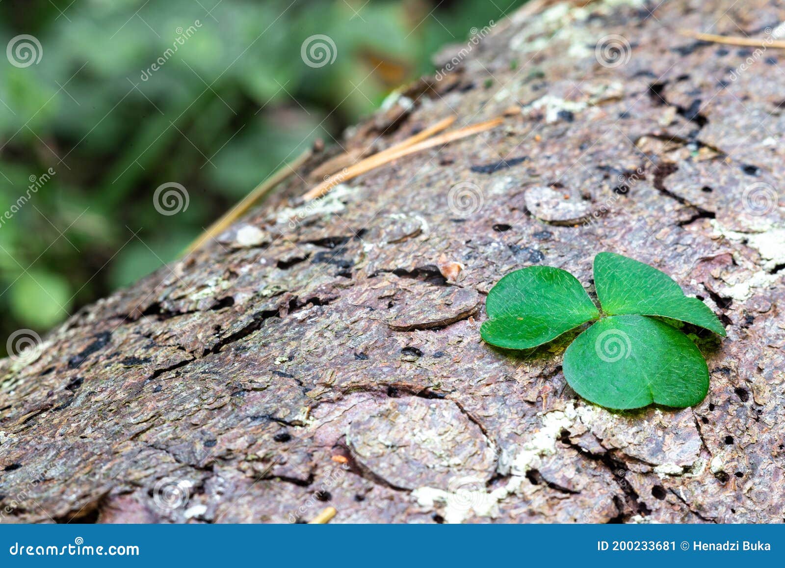 Clover Leaf Lying on a Tree. Shamrock Stock Image - Image of lucky ...