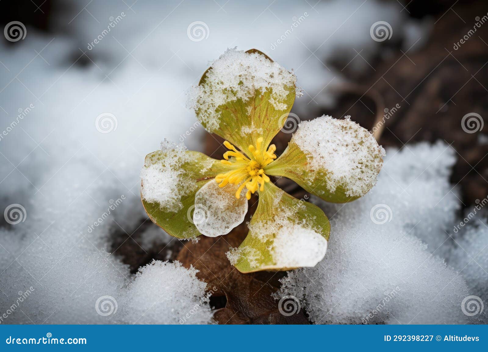 A Clover Leaf Partially Covered by Melting Snow, Symbolizing Spring ...
