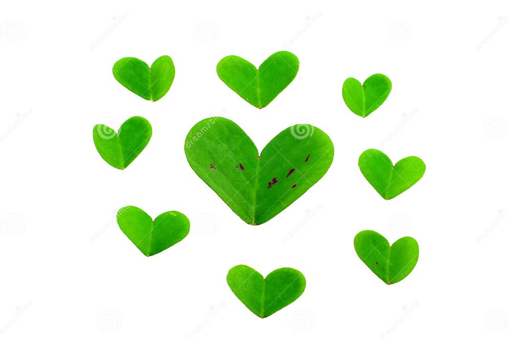 Clover leaf parts stock photo. Image of love, plant, green - 4644948