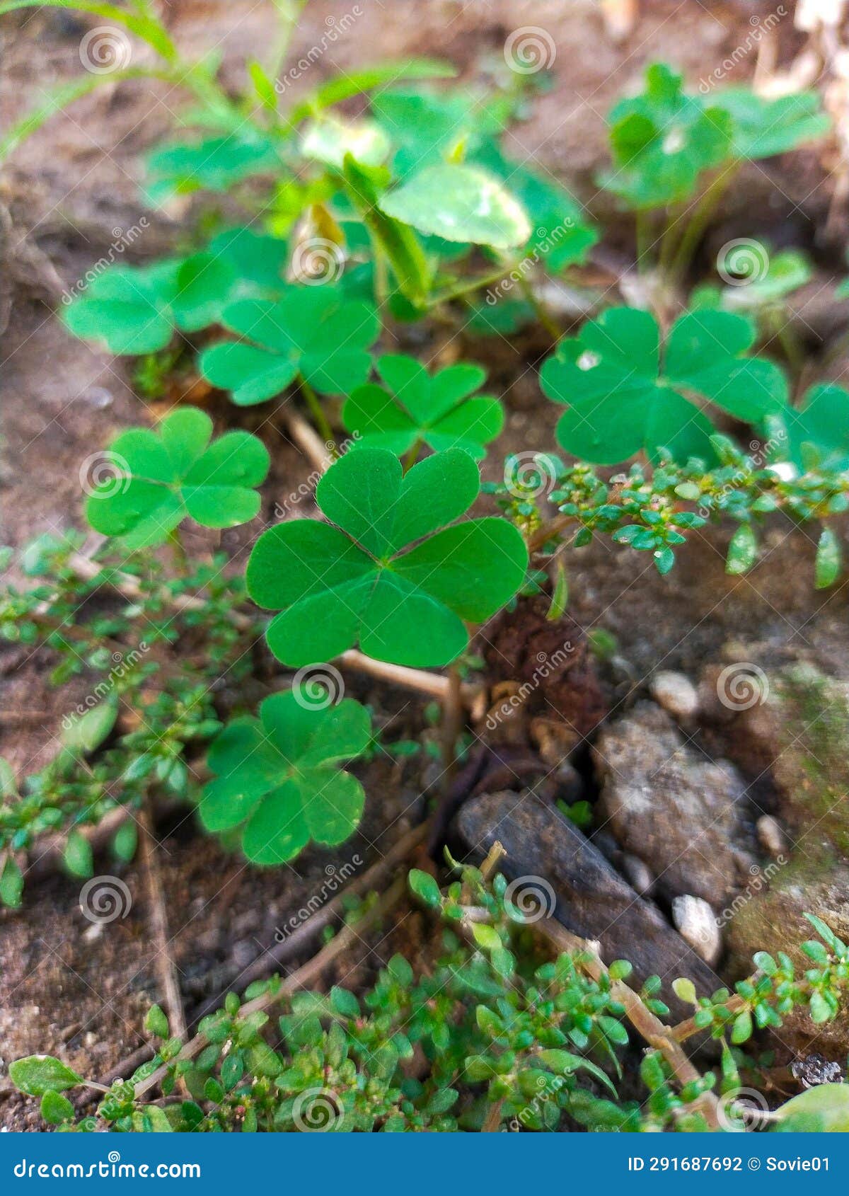 The Clover Leaf Plant that Grows in My Yard Stock Photo - Image of ...