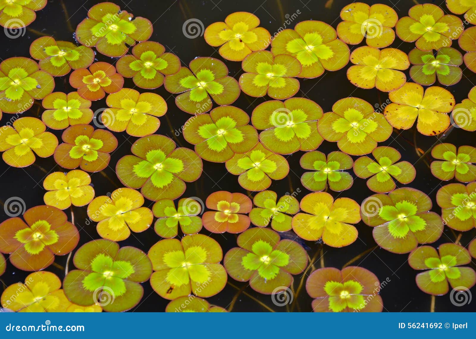 Clover Leaf Shaped Lilypads Stock Photo - Image of leaf, botanical ...