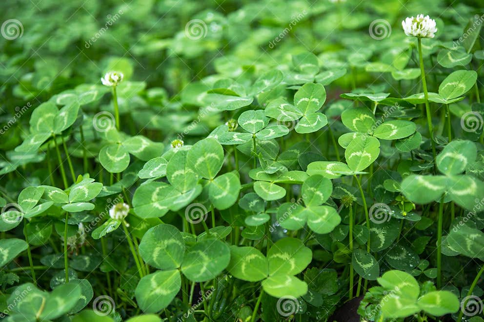 Clover leaf in spring stock photo. Image of season, leaf - 312864960
