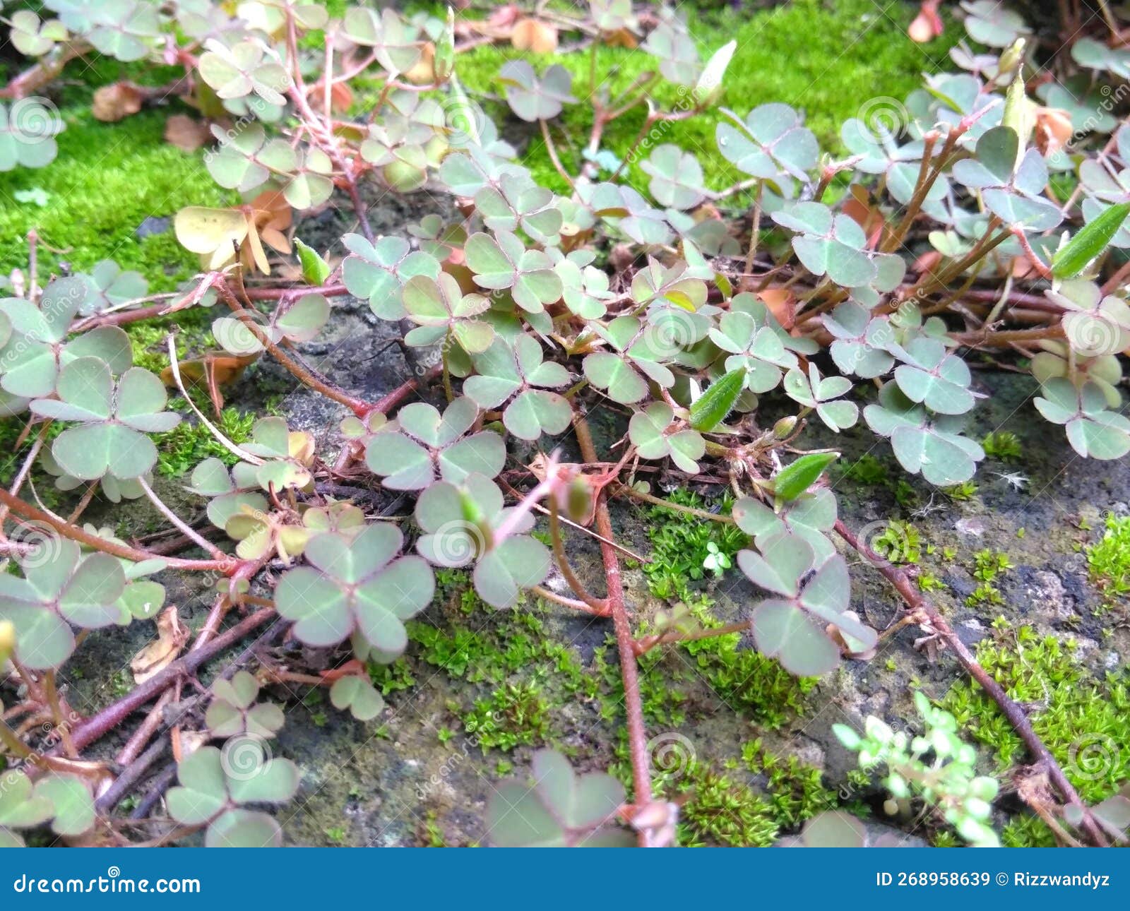 Clover Leaf Tree on the Ground Stock Image - Image of tree, shrub ...