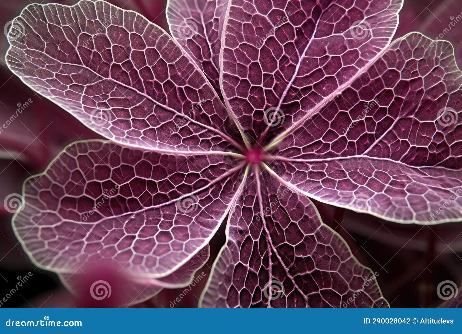 A Clover Leaf Under a Microscope, Showing Cellular Structure Stock ...