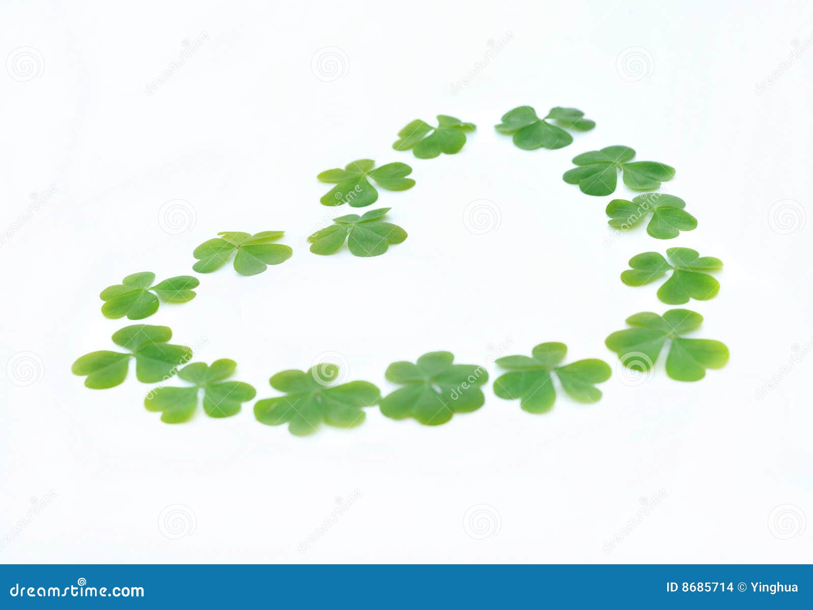 Clover leafs stock photo. Image of plant, love, botanical - 8685714