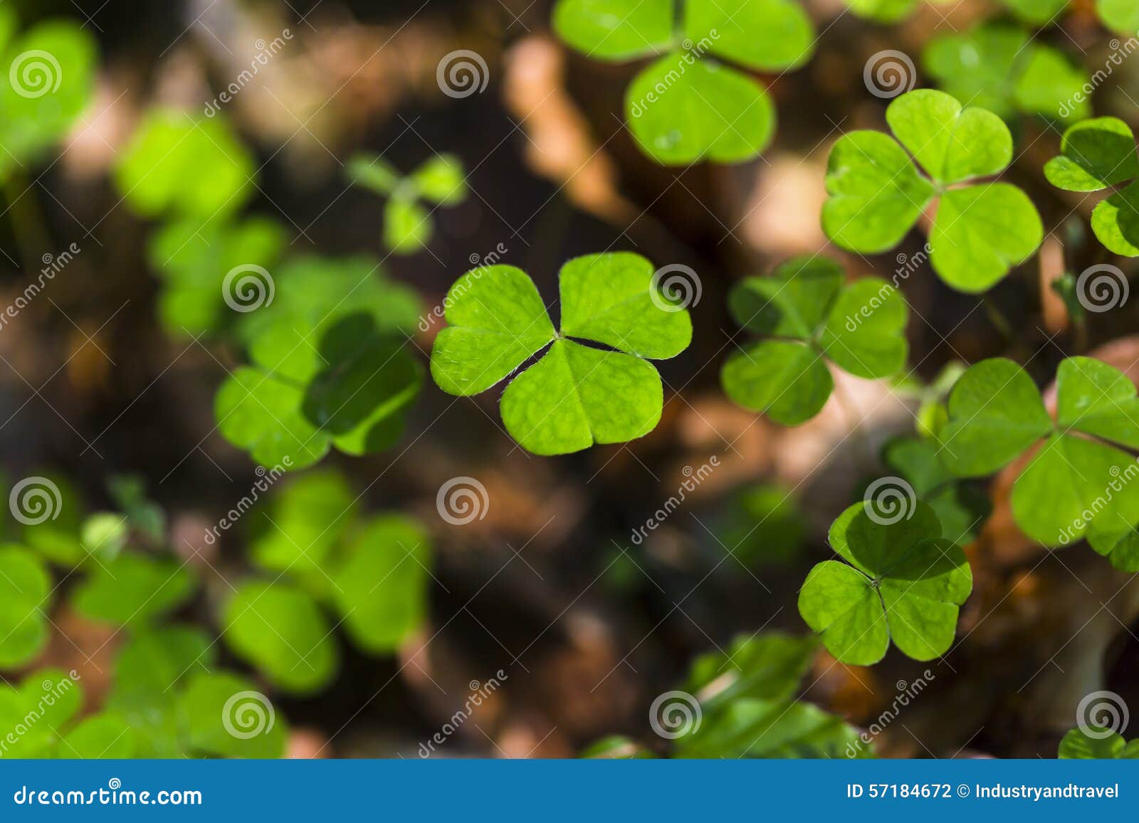 Clover Leafs in Forest stock photo. Image of ardennen - 57184672