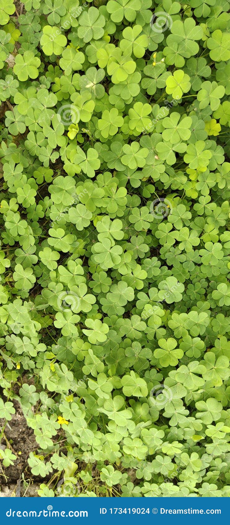 Clover Leafs Multiple Shades for Suitable Doors Stock Photo - Image of ...