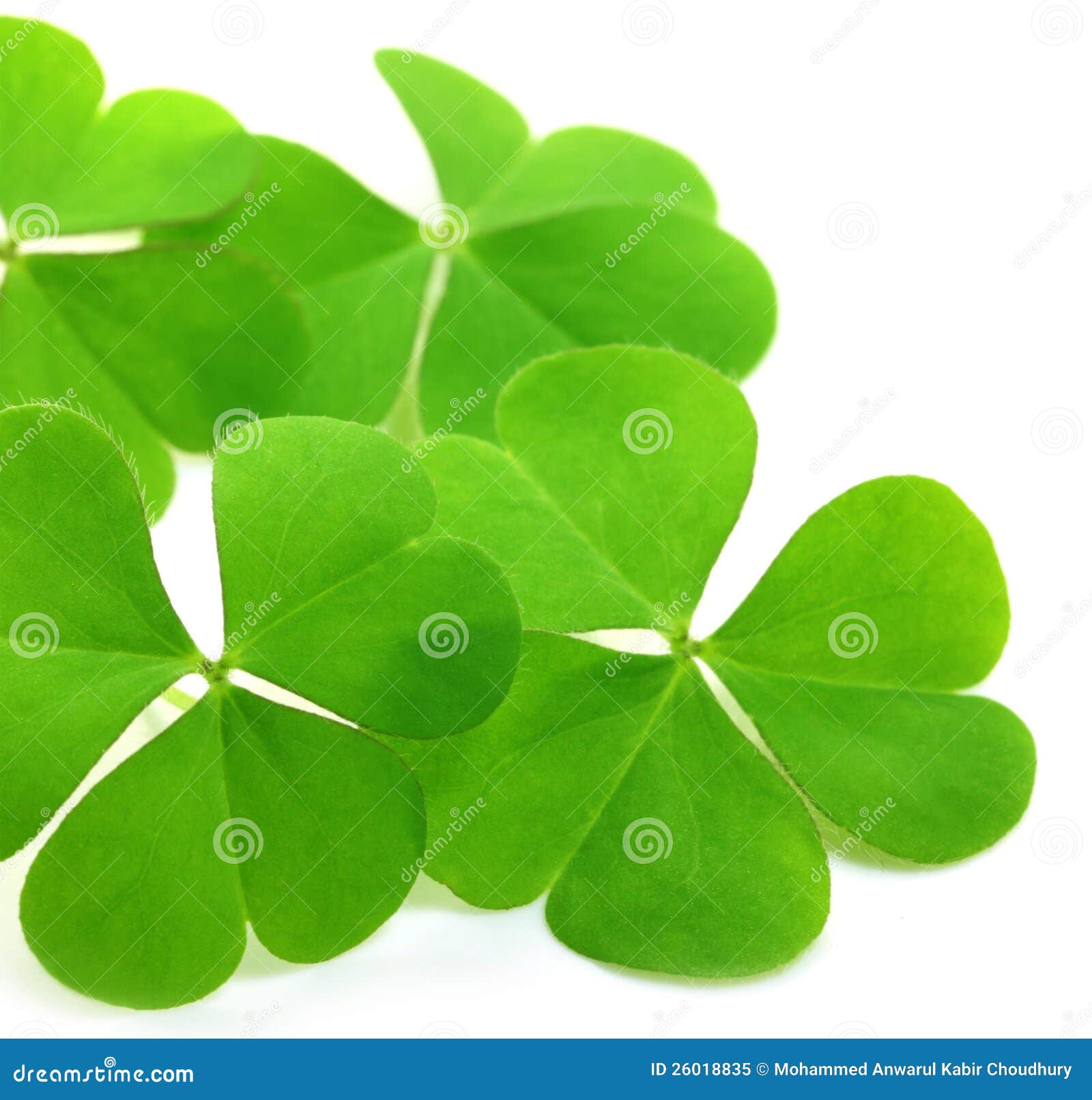Clover leaves stock image. Image of festal, food, happy - 26018835