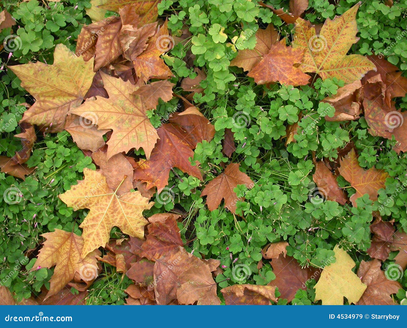Clover leaves stock image. Image of forest, growth, leafy - 4534979