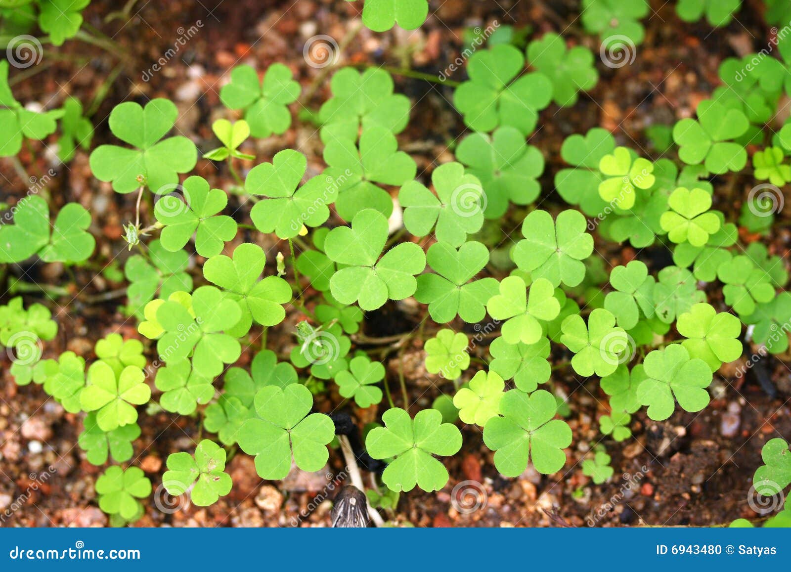 Clover leaves stock photo. Image of irish, petal, traditional - 6943480