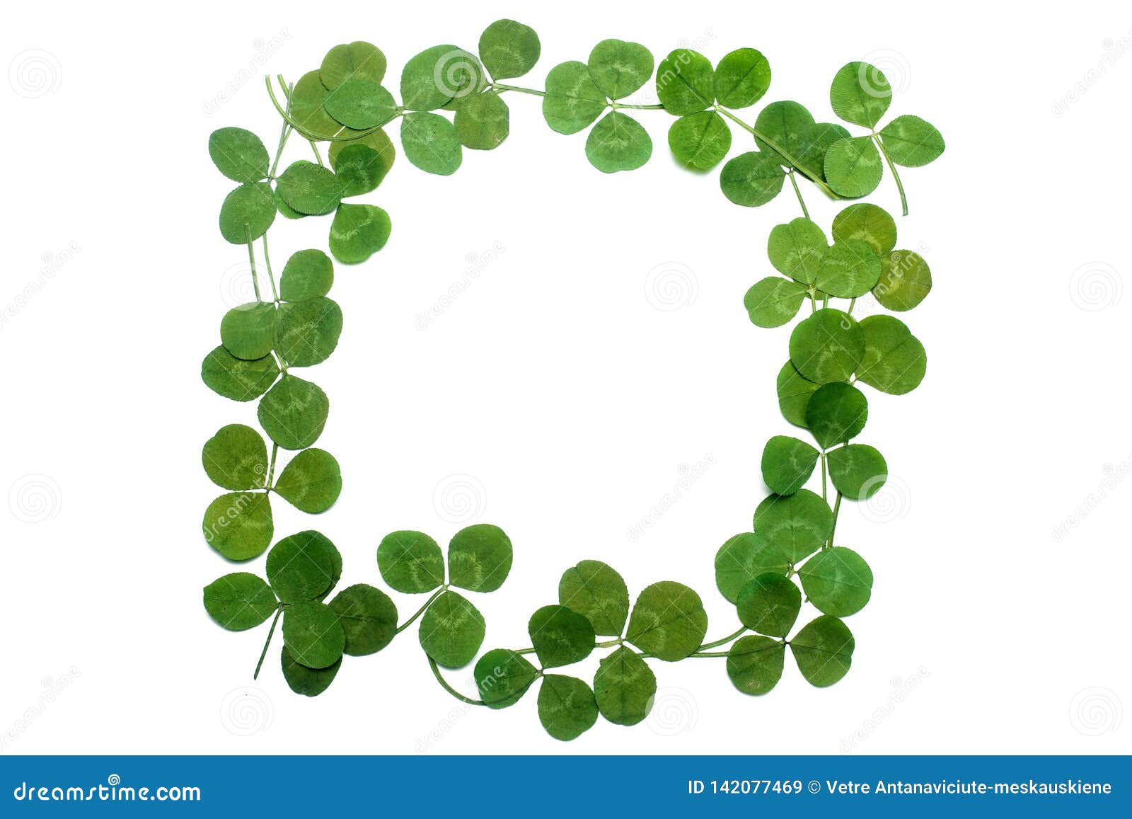 Clover Leaves Frame, Isolated on White. Top View. Flat Lay Stock Image ...