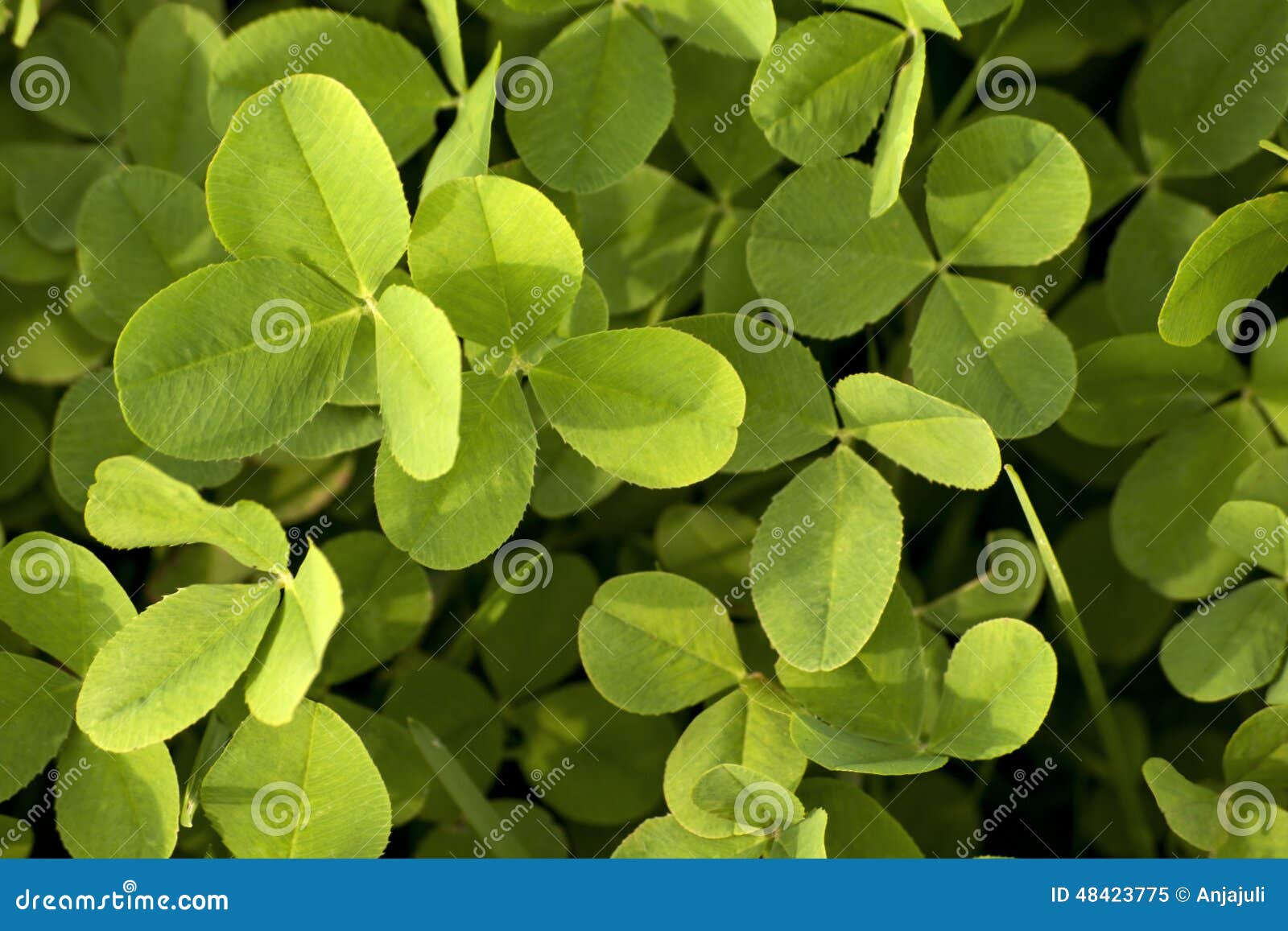 Clover leaves stock image. Image of happy, shamrock, hope - 48423775