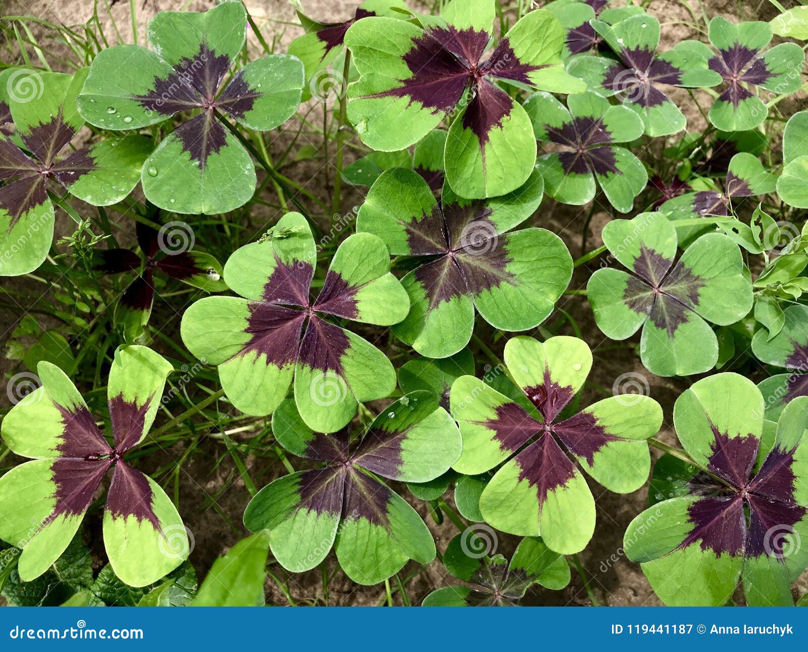 Red Leaf Clover Plant