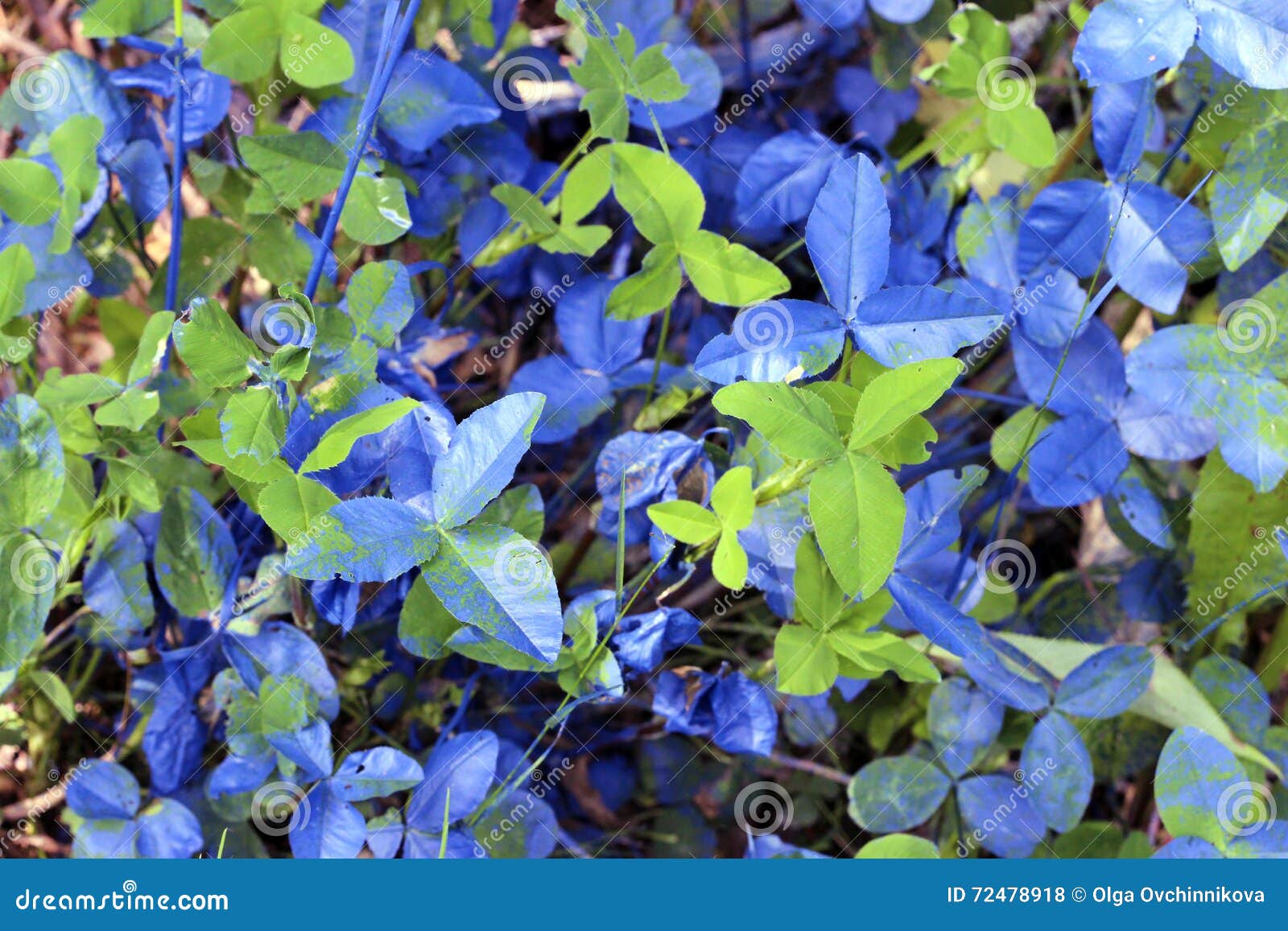 Clover Leaves Painted Blue Paint Stock Photo - Image of holiday, blue ...
