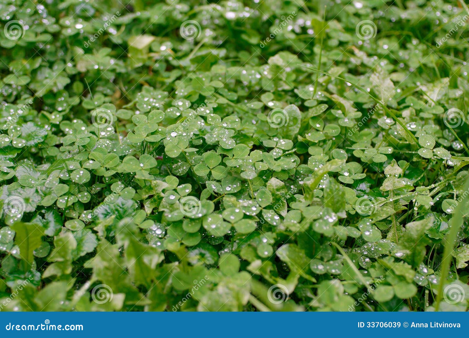Clover Leaves in Rain Drops Stock Image - Image of land, leaf: 33706039