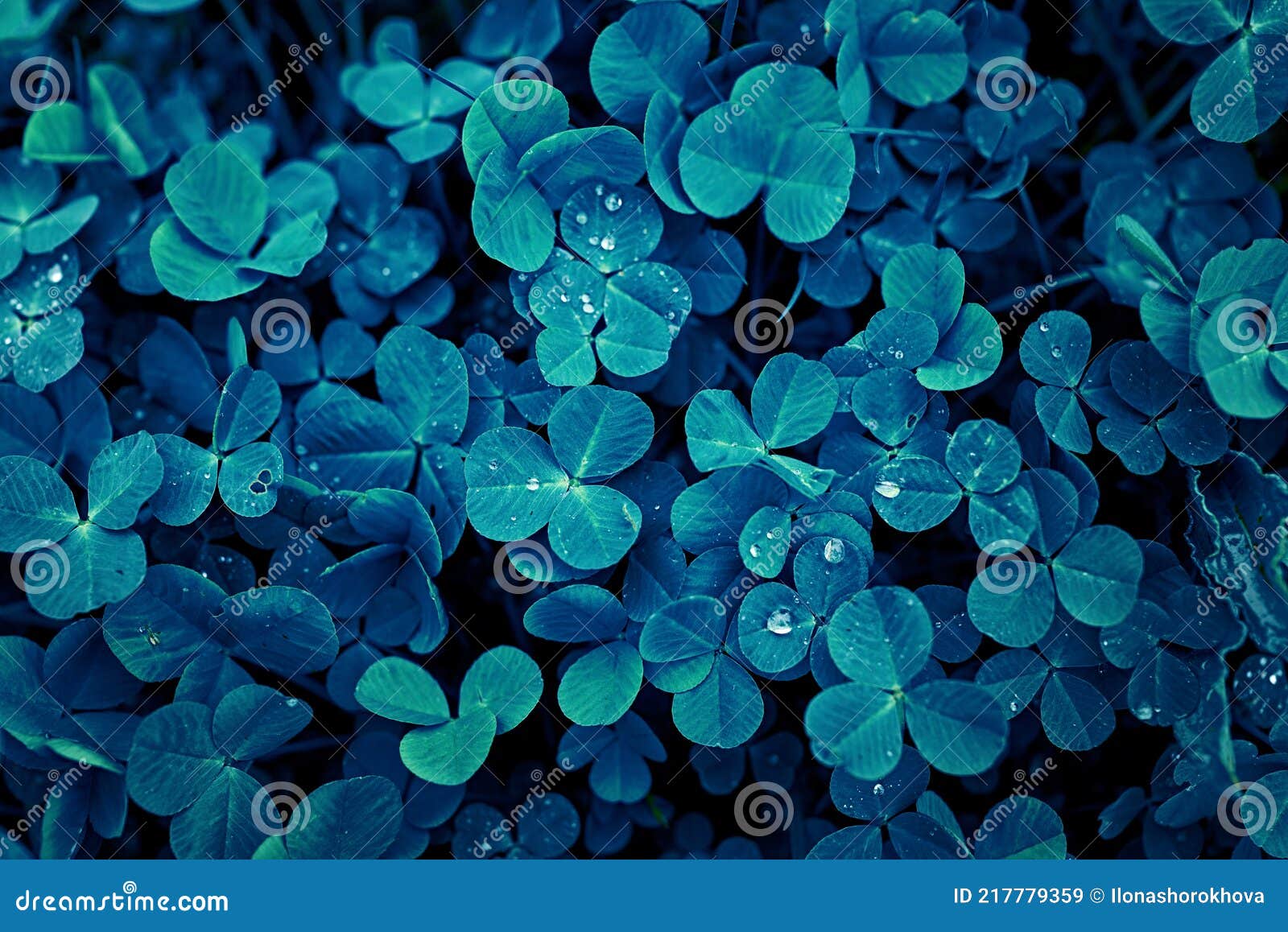 Clover Leaves Texture Background, Blue Color Stock Image - Image of ...