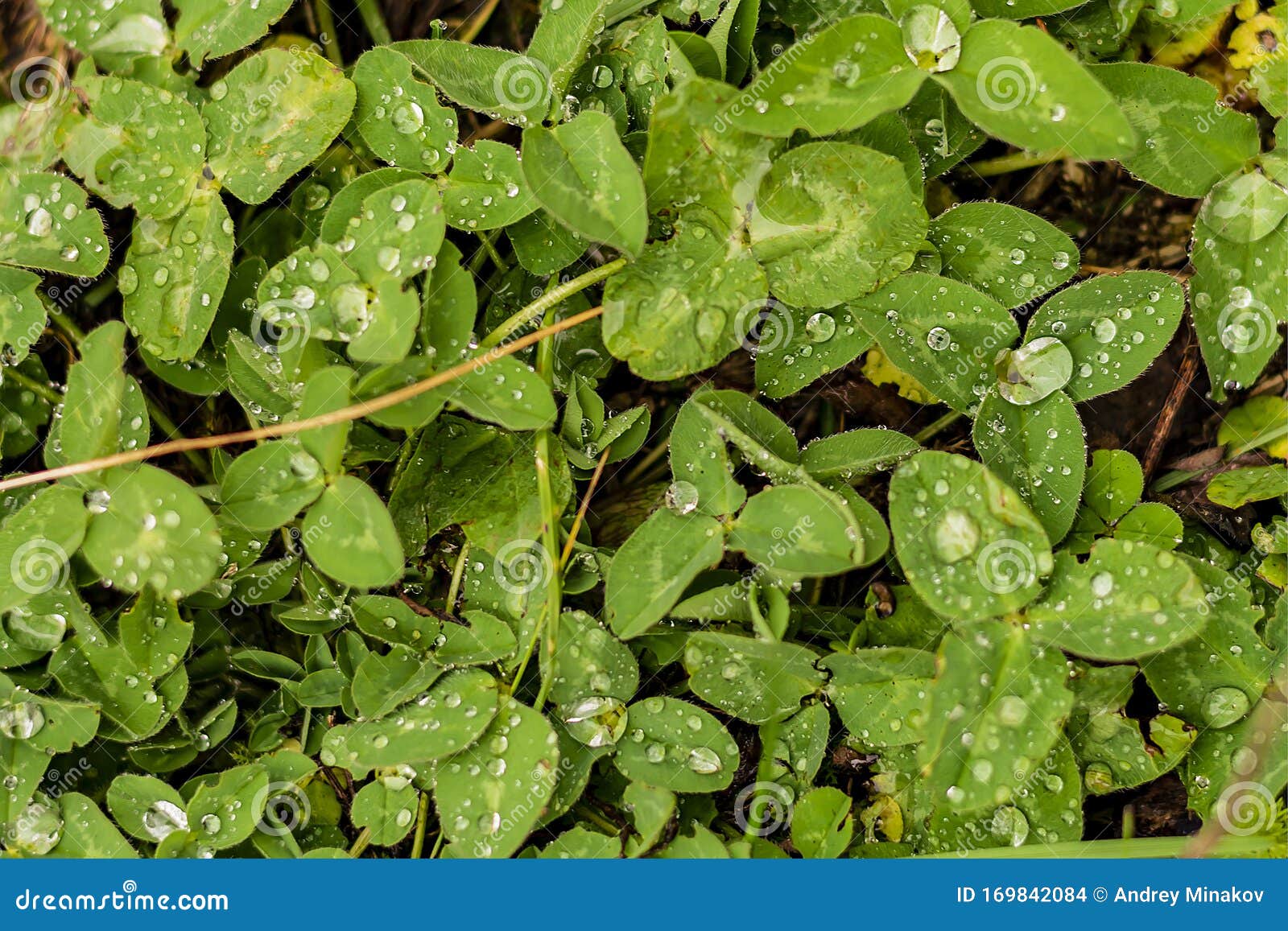 Clover Leaves Top View Close Up Stock Photo - Image of foliage, natural ...
