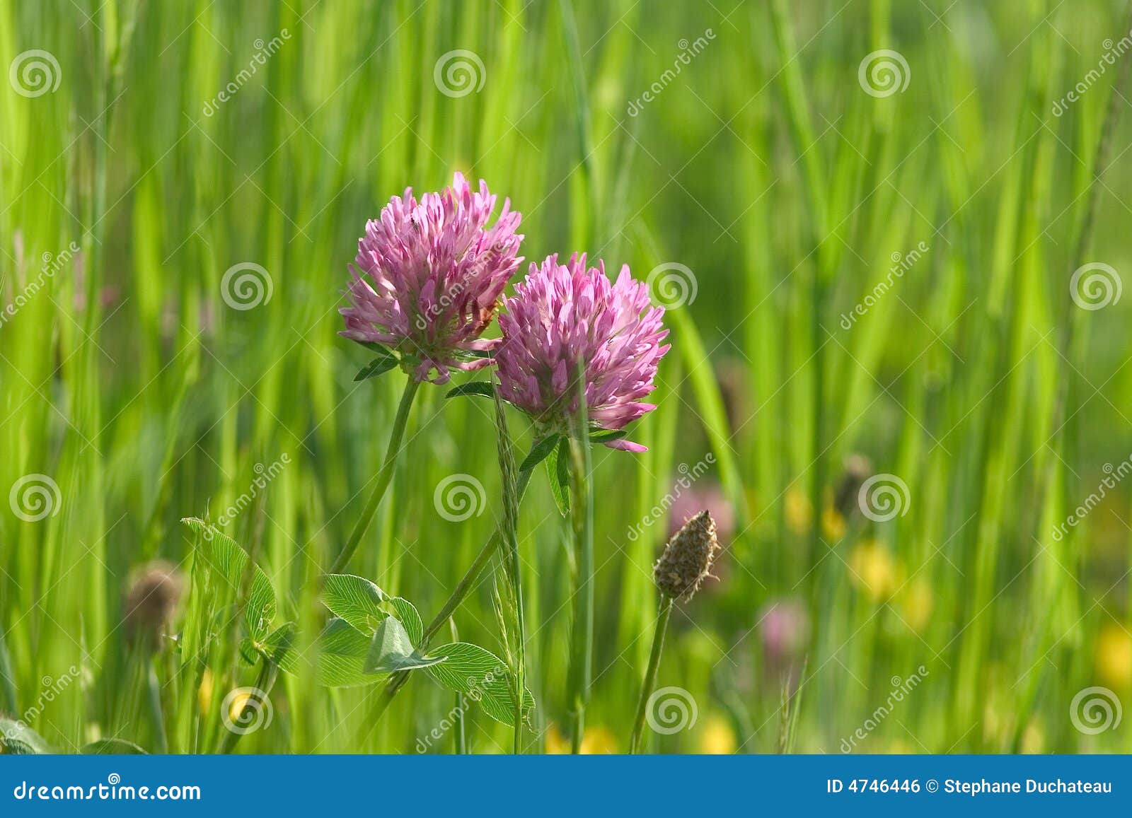 Clover in meadow stock photo. Image of greenery, sunny - 4746446