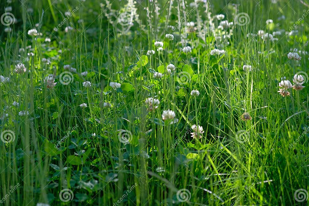 Clover meadow background. stock photo. Image of beauty - 187475496