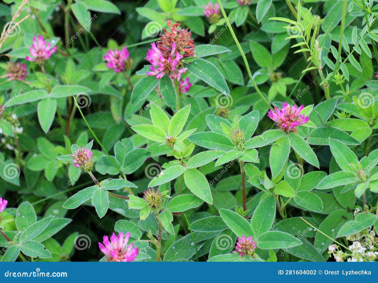 Clover Middle (Trifolium Medium) Blooms in a Meadow among Grasses Stock Photo - Image of natural ...