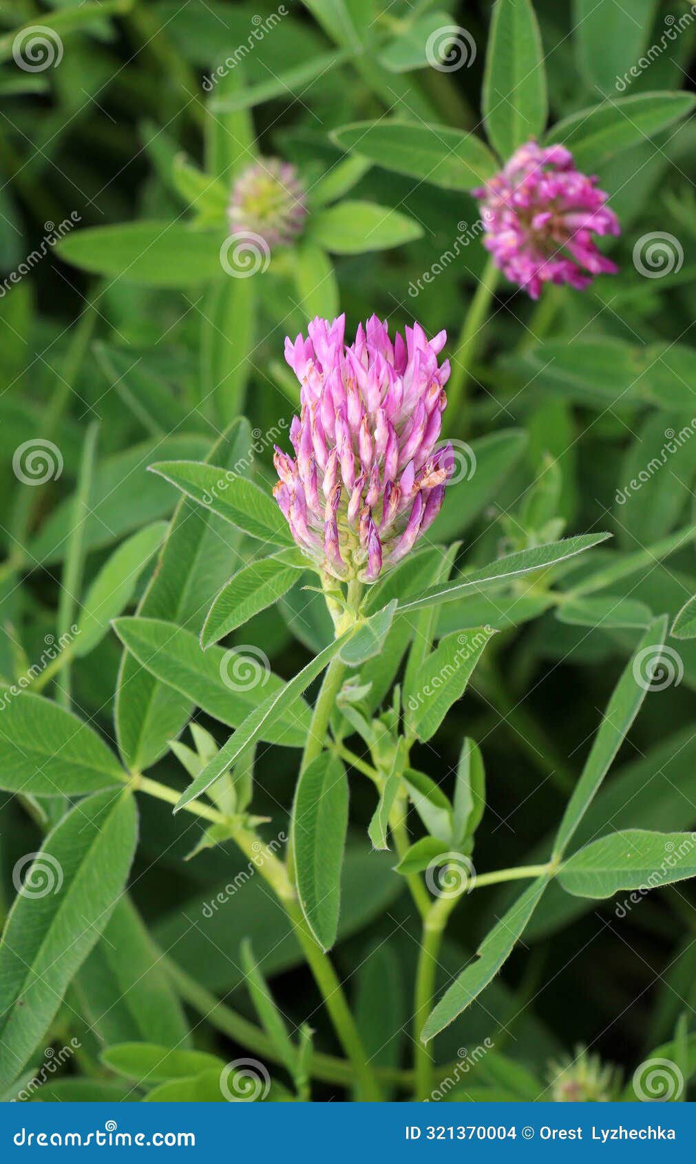 Clover Middle (Trifolium Medium) Blooms in a Meadow among Grasses Stock Photo - Image of nature ...