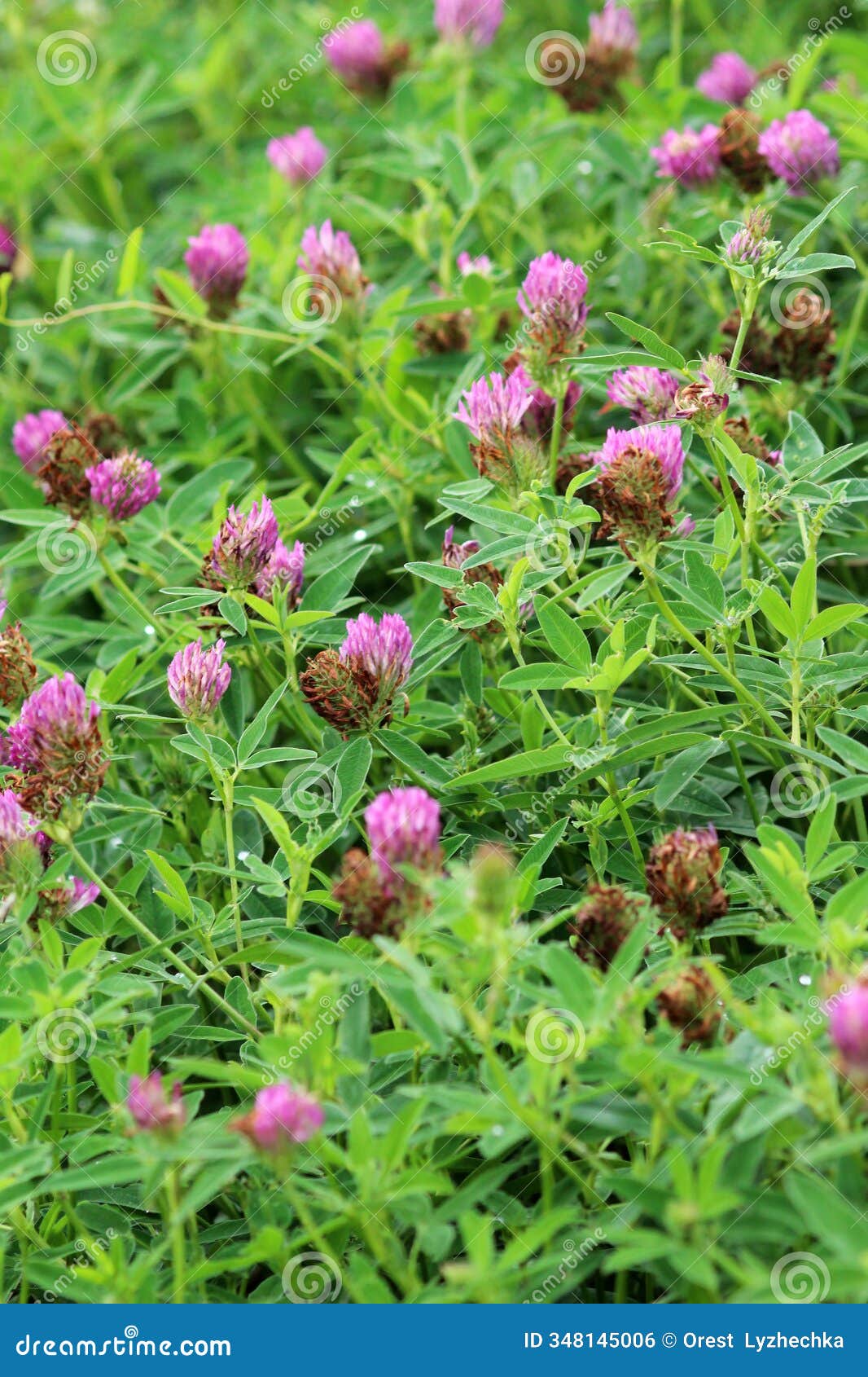 Clover Middle (Trifolium Medium) Blooms in a Meadow among Grasses Stock Photo - Image of floral ...