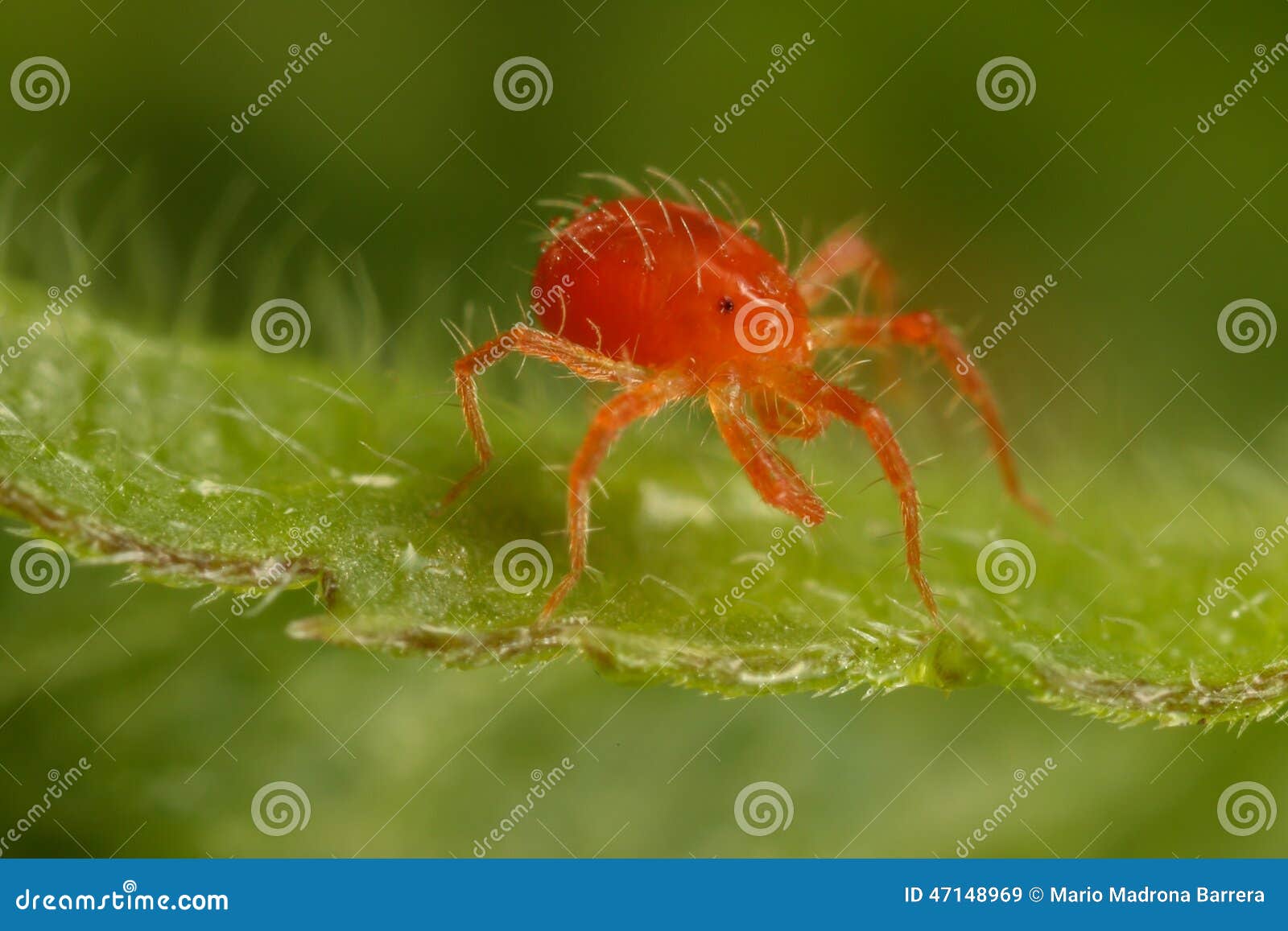 Clover mite stock image. Image of praetiosa, arachnid - 47148969
