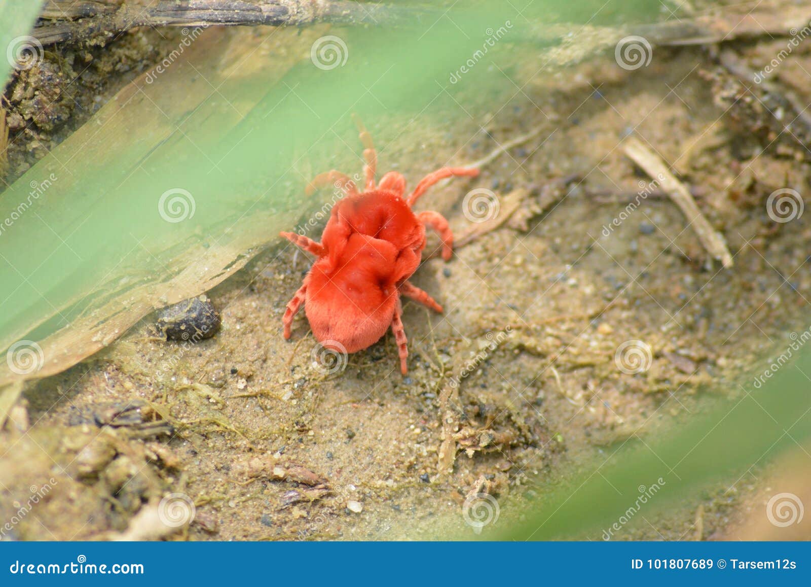 Tiny Red `Clover Mite` at Kangra Himachal Pradesh Stock Image - Image ...