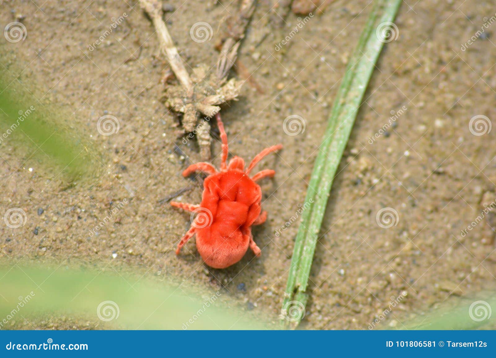 Tiny Red `Clover Mite` at Kangra Himachal Pradesh Stock Image - Image ...