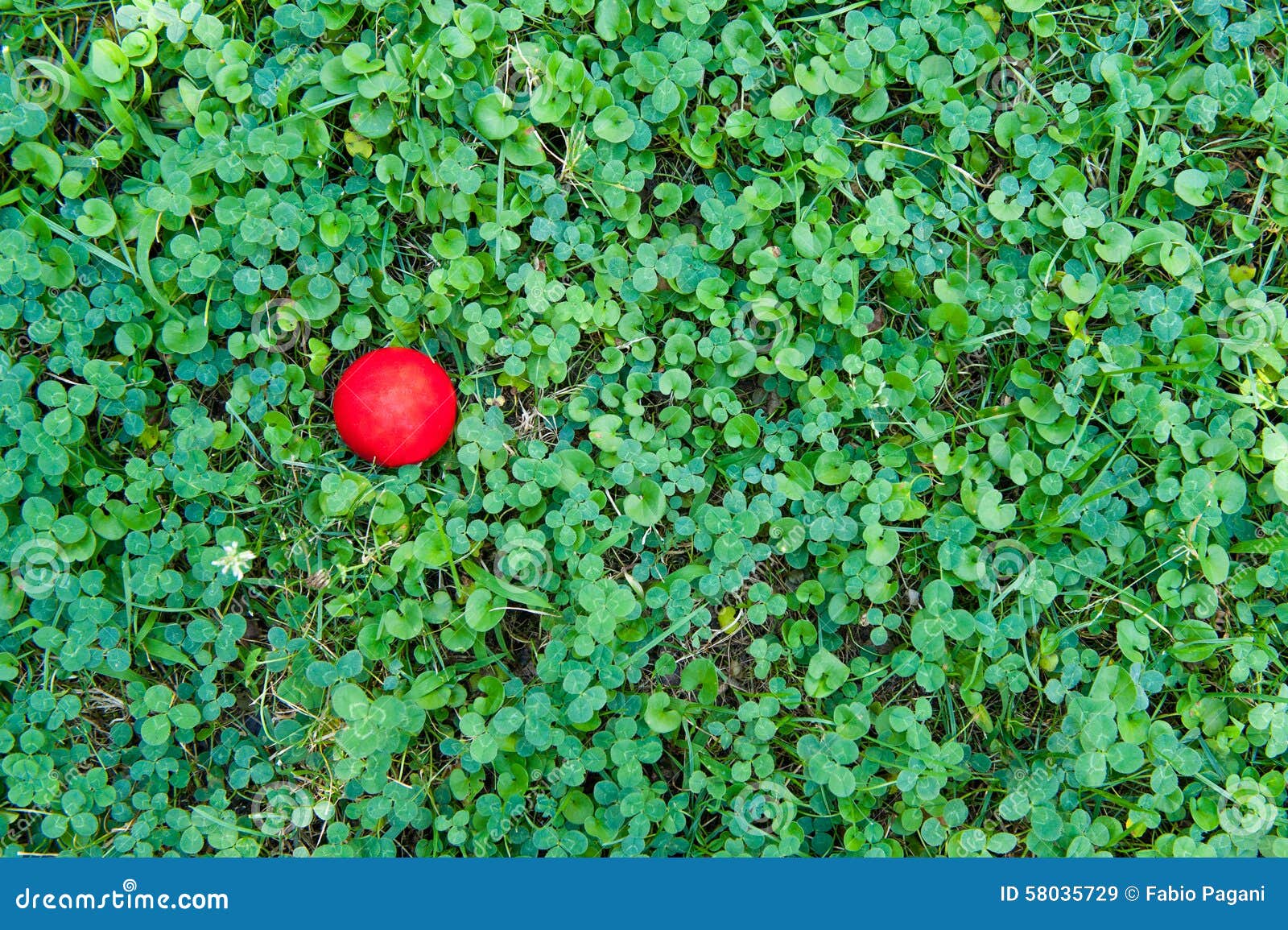 Clover Natural Field Green Texture with Red Ball Stock Image - Image of ...