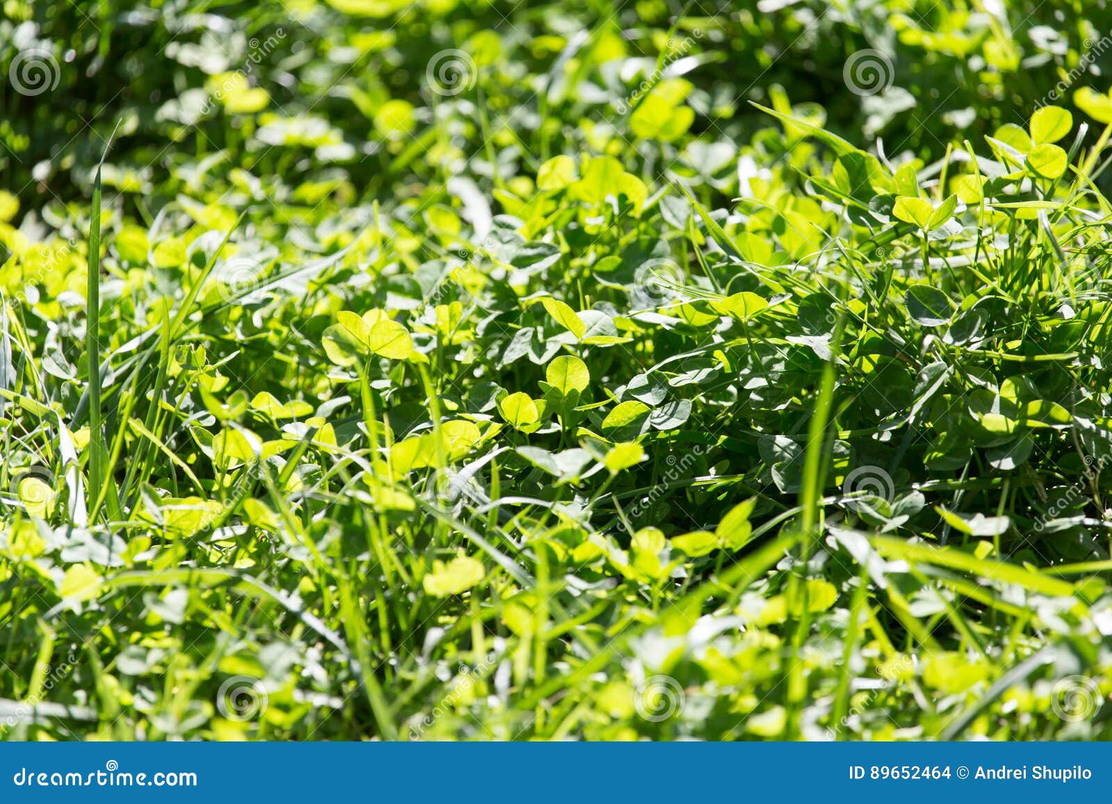 Clover in nature stock photo. Image of ecology, celtic - 89652464