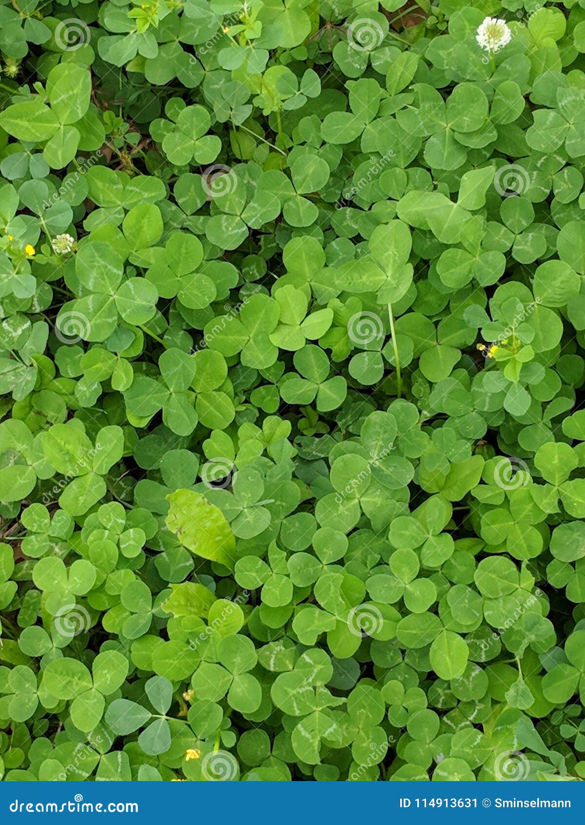Clover patch stock image. Image of green, background - 114913631