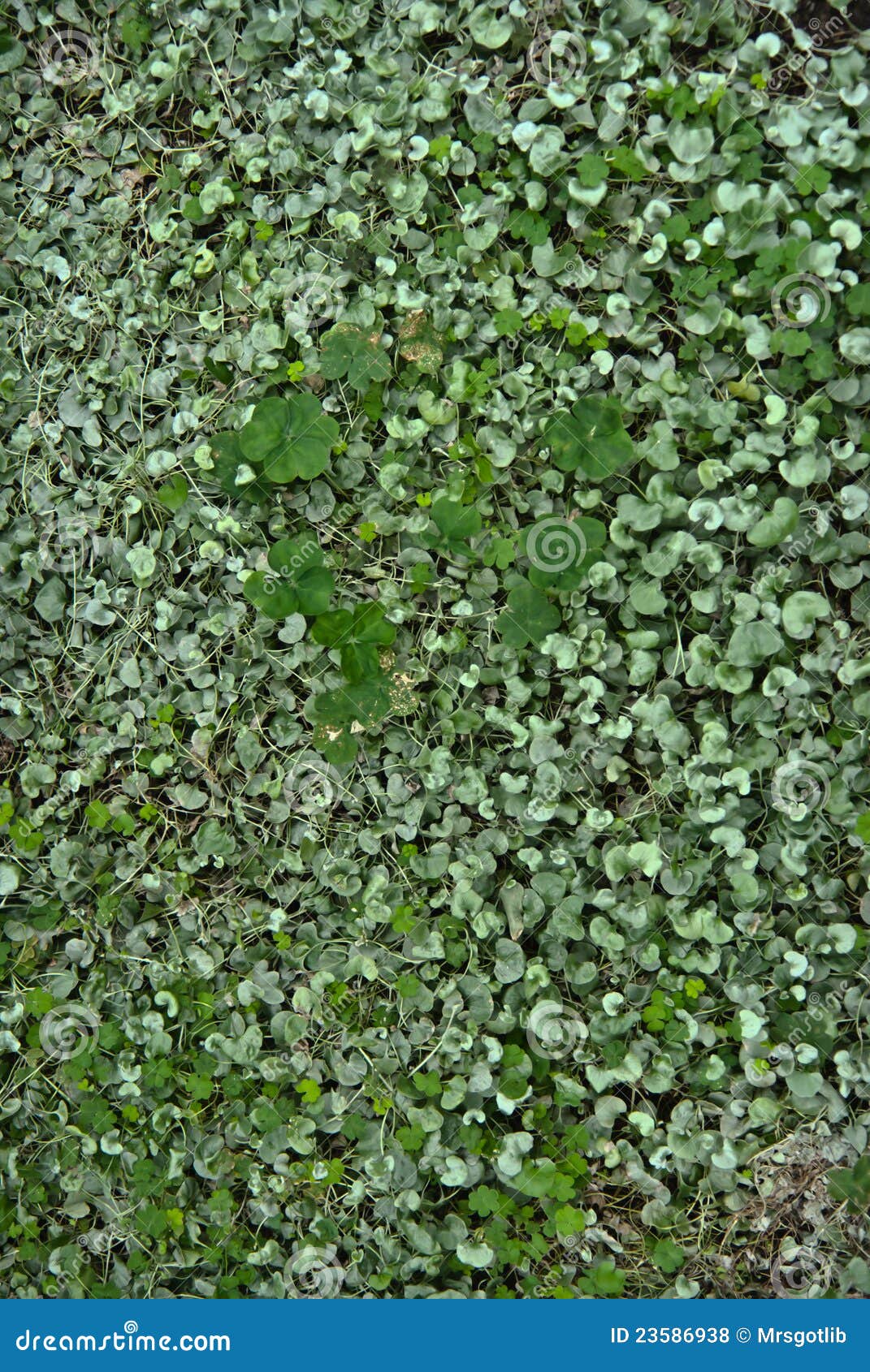 Clover Patch stock photo. Image of symbol, holiday, ireland - 23586938