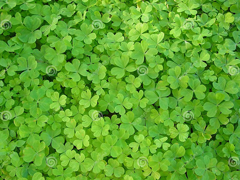 Clover patch stock photo. Image of green, luck, three, shamrock - 254966