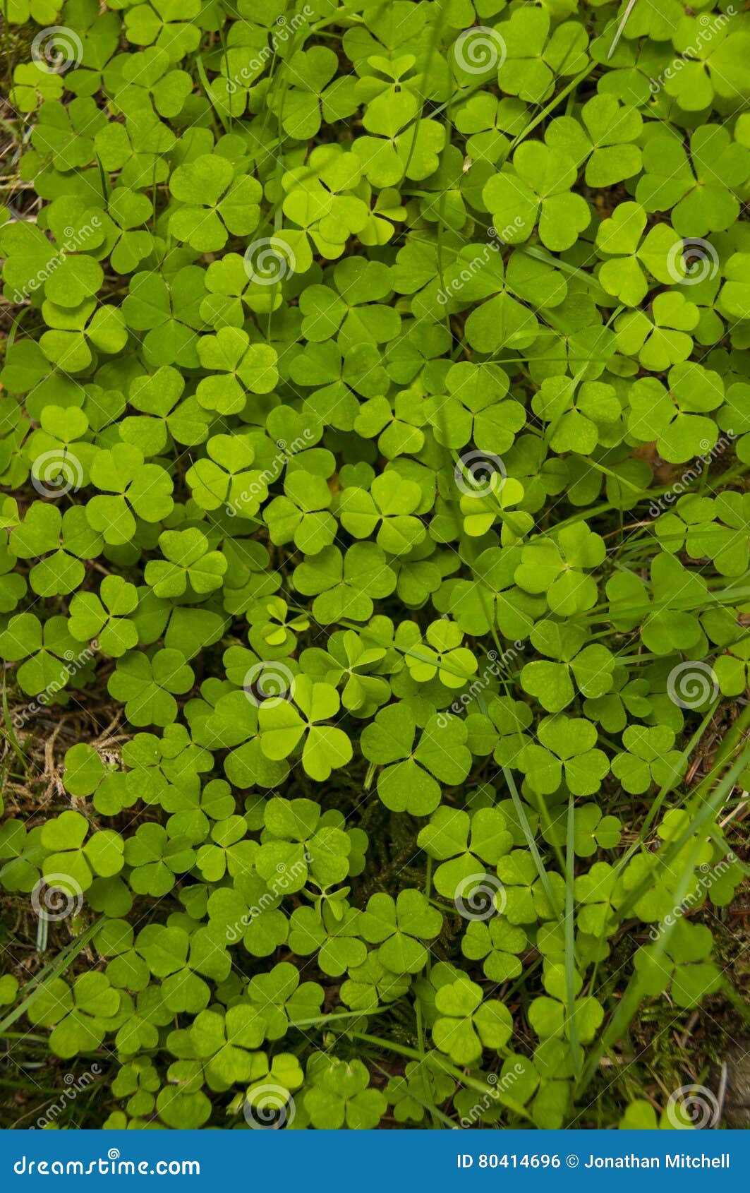 Clover Patch on Forest Floor Stock Photo - Image of clover, patch: 80414696