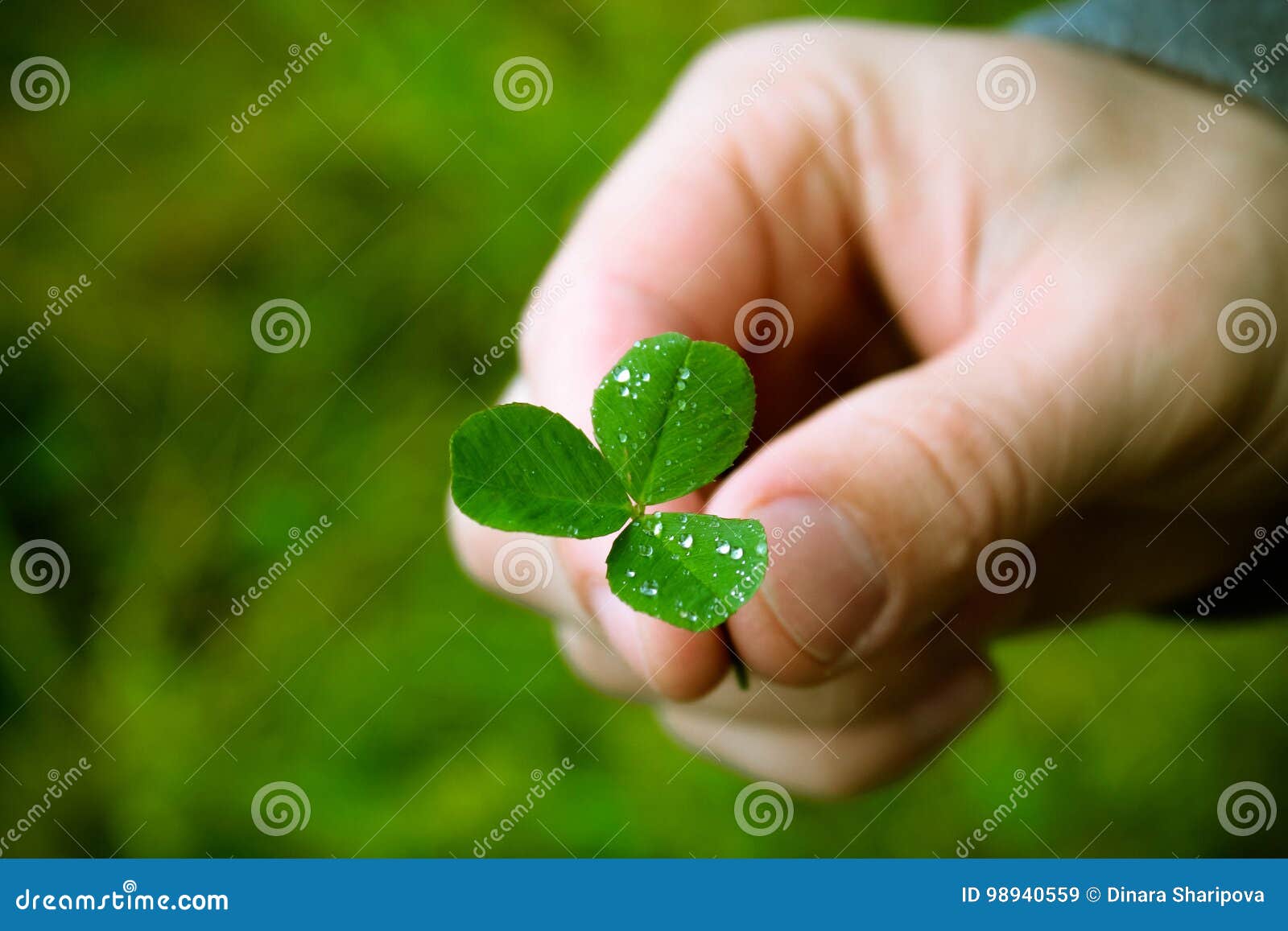 Clover in the Person`s Hand, a Symbol of Luck Stock Image - Image of ...