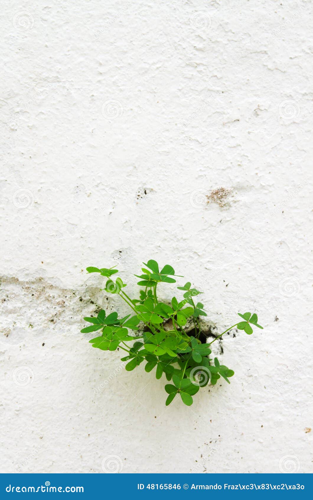 Clover Plant Breaking through a Wall Stock Photo - Image of leafs ...