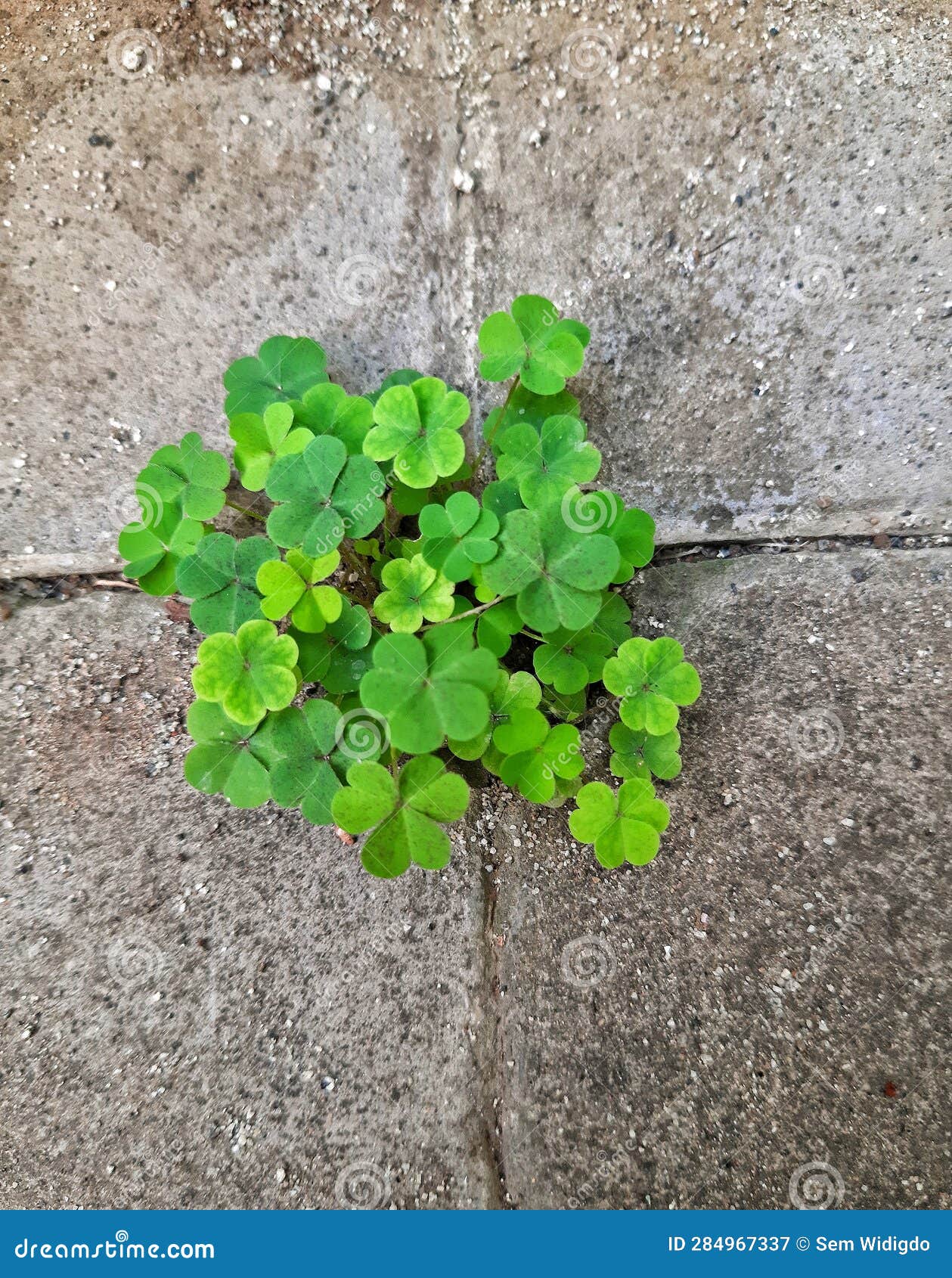 Clover Plant with Good Luck Myth Stock Image - Image of sand, clover ...