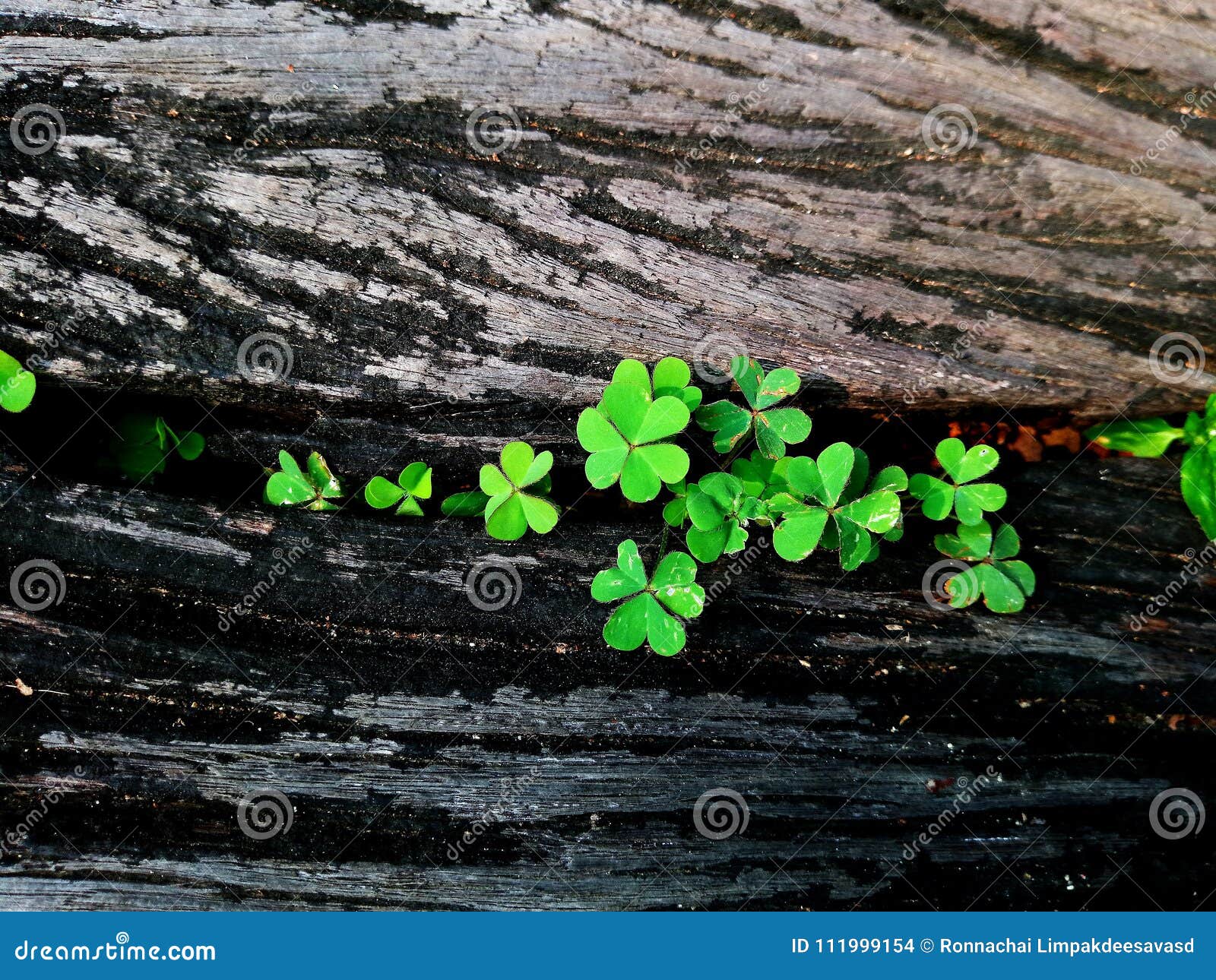 Clover Plant Growing Out of a Tree Stump Stock Photo - Image of wood ...