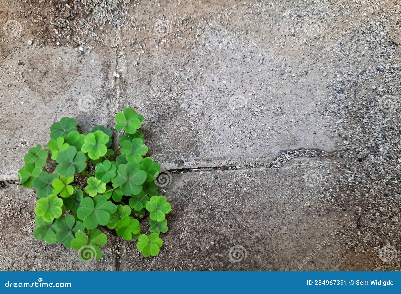 Clover Plant Symbol of Good Luck Stock Image - Image of garden, myth ...