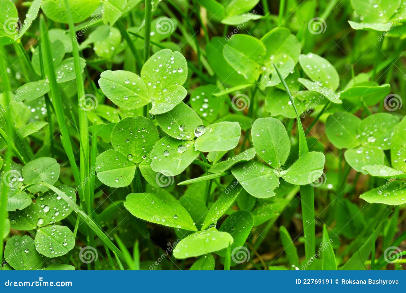 Clover plants stock image. Image of fresh, leaf, lawn - 22769191