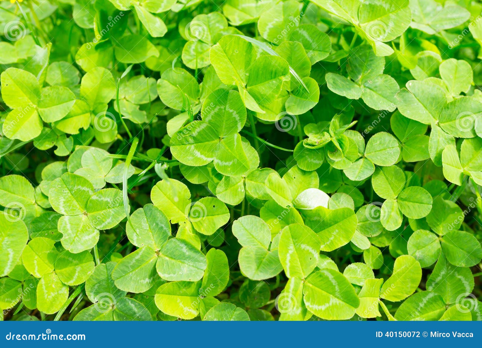 Clover plants stock photo. Image of sunny, group, leaves - 40150072