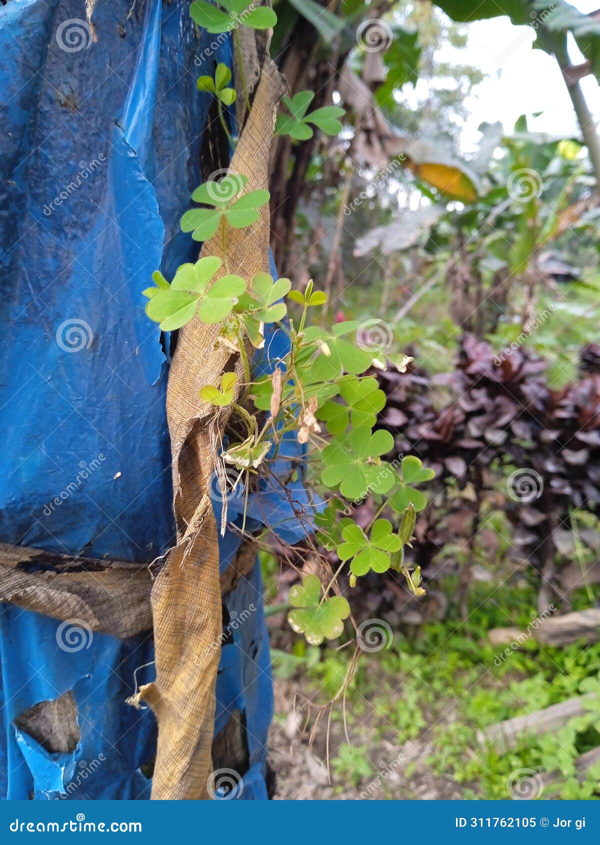 Clover plants stock image. Image of leaf, wood, nature - 311762105