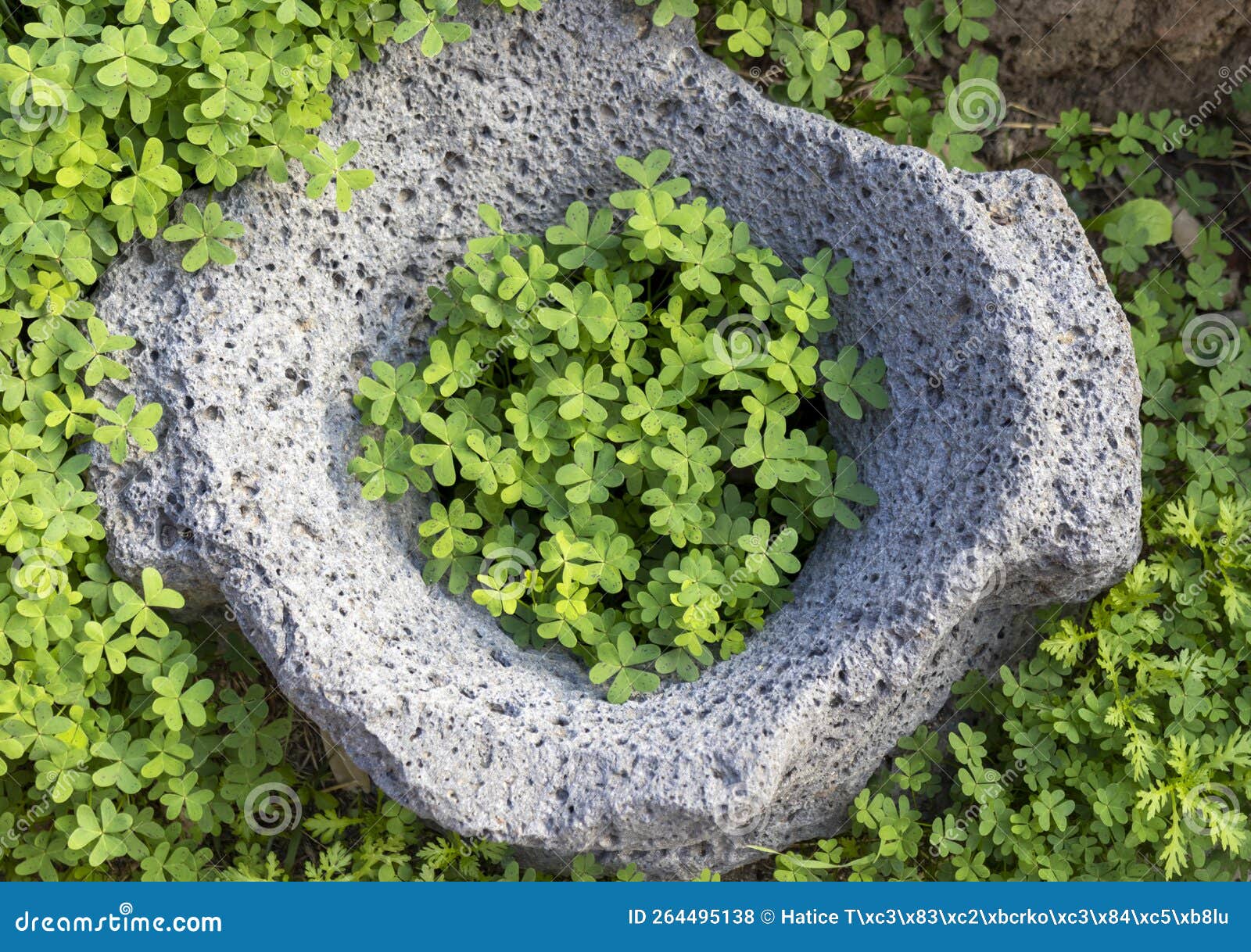 Clover Plants Growing in Old Stone Pot. Top View Stock Photo - Image of ...